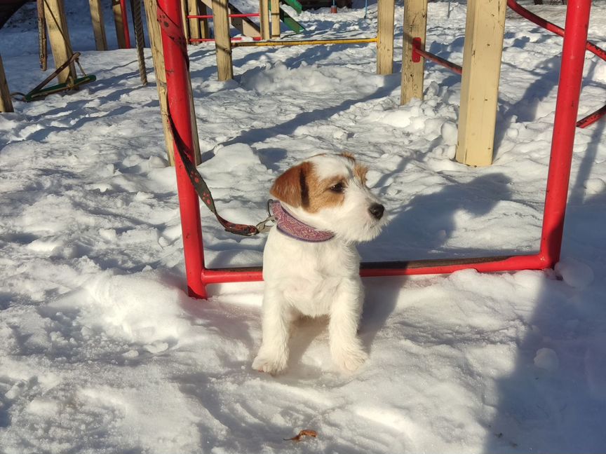 Джек Рассел жесткошерстный