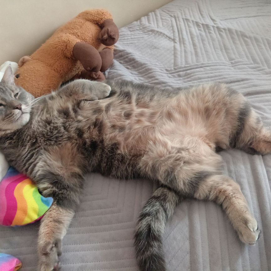 Котята в добрые руки бесплатно мальчик