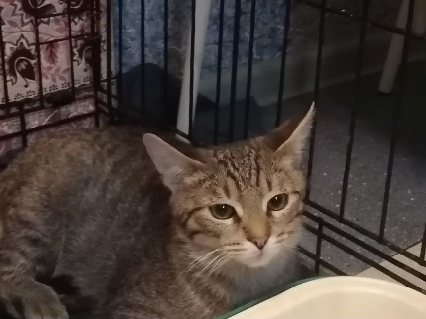 Котики бесплатно