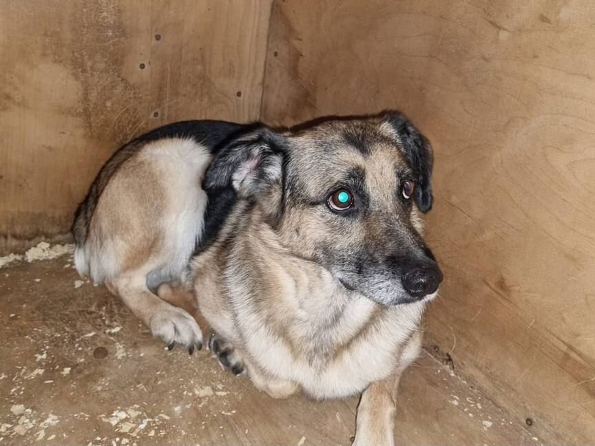 Глаша трясётся от страха в клетке приюта