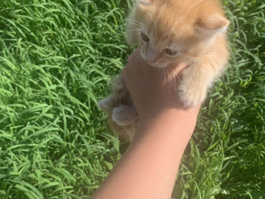 Котенок рыжий (мальчик)