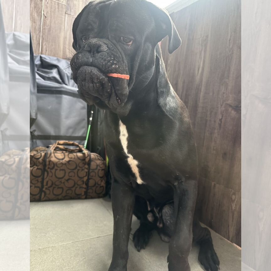 Кане-корсо, щенок