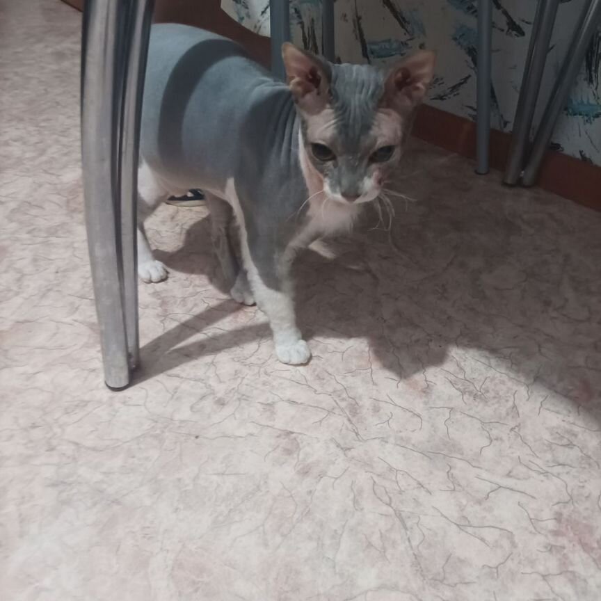 Отдам кота в добрые руки кастрат