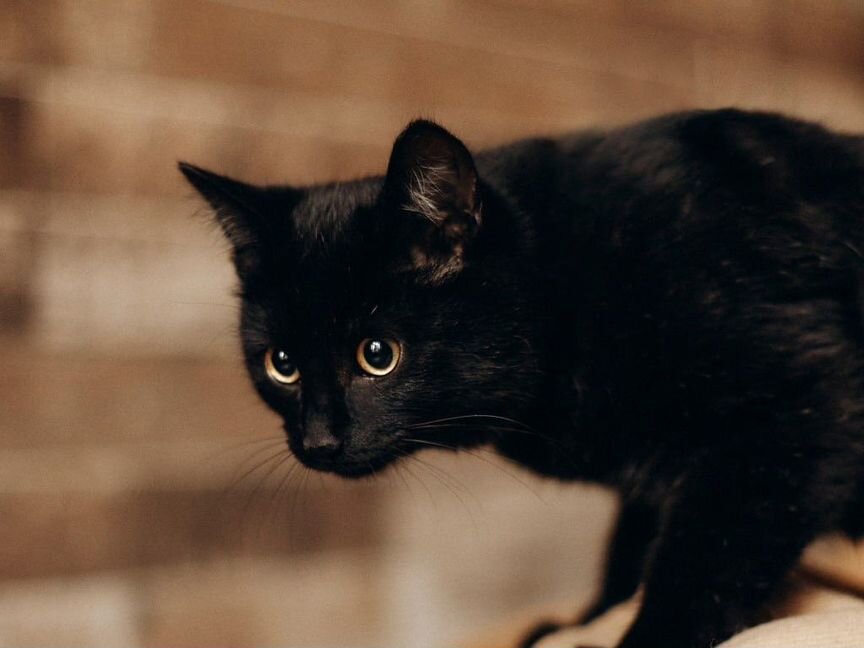 Котята 6 месяцев