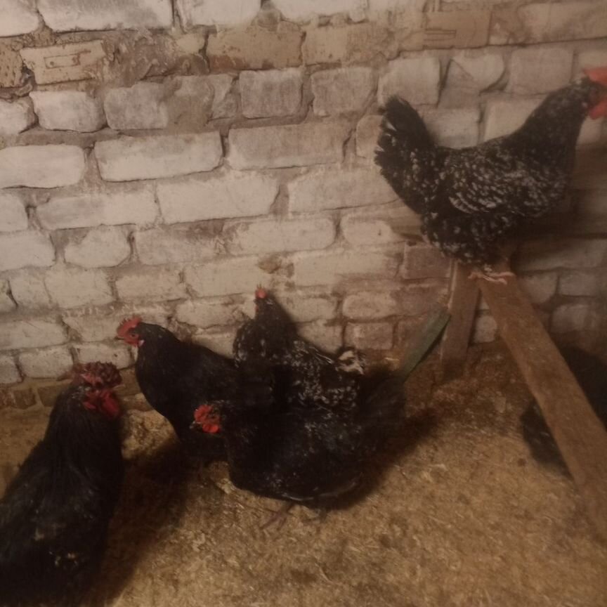 Ин.я.чернопестрый австролоп и барковская