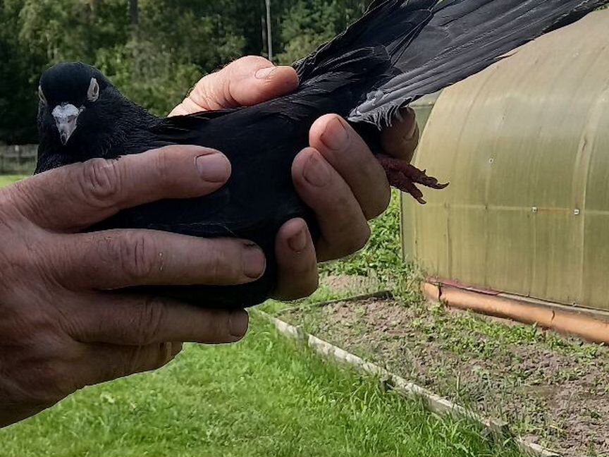 Николаевские голуби