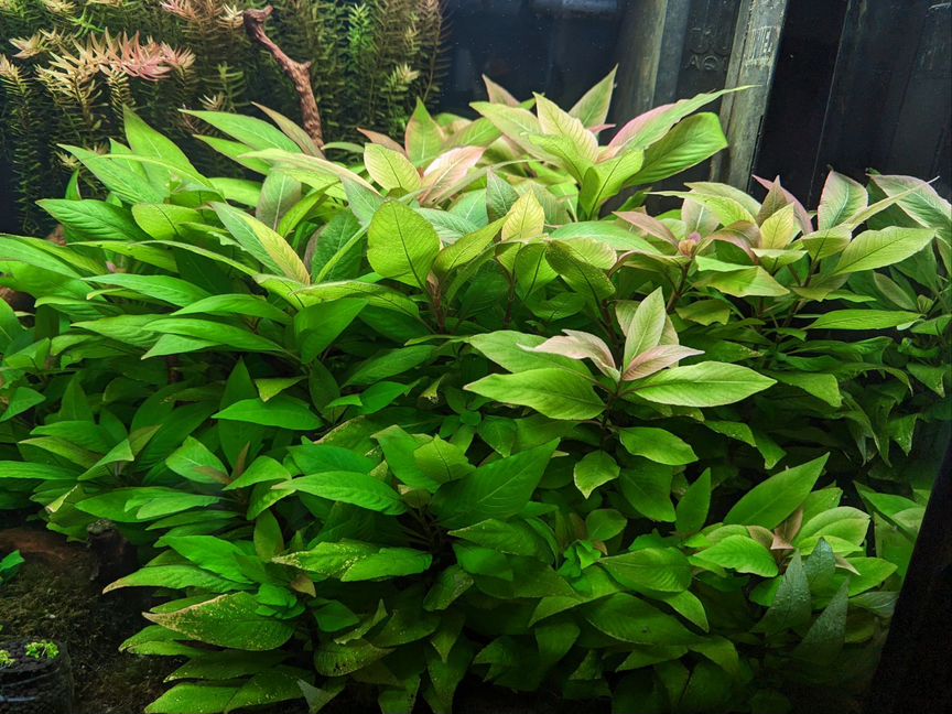 Аквариумные растения