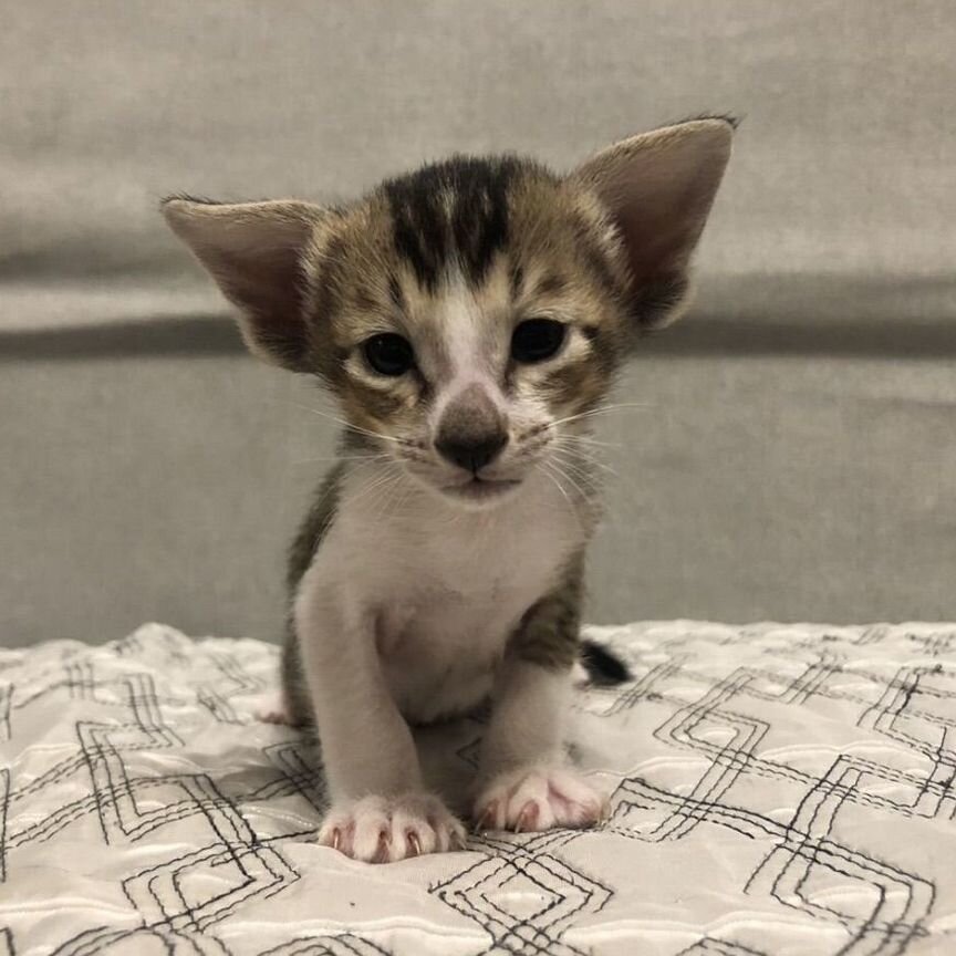 Ориентальные котята