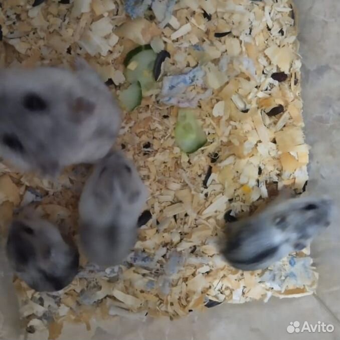 Хомики джунгарские