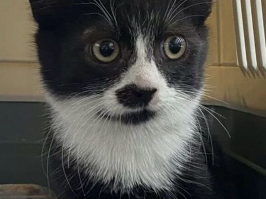 Котятам дом или передержка