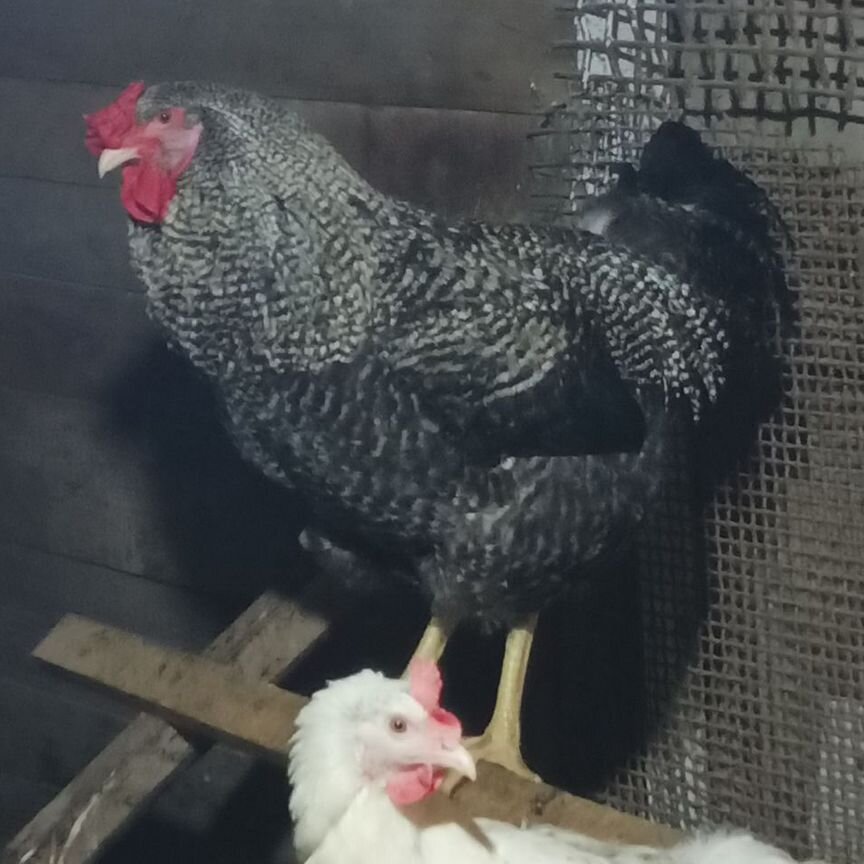 Петушок молодой