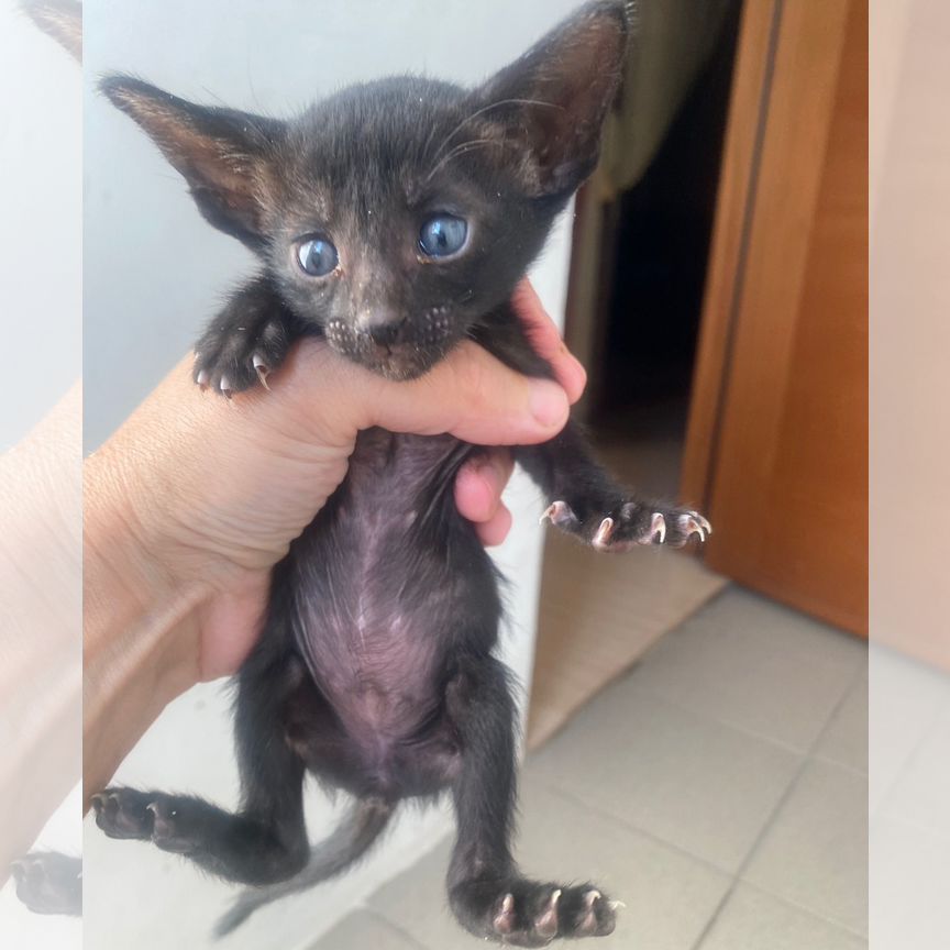 Ориентальный котёнок