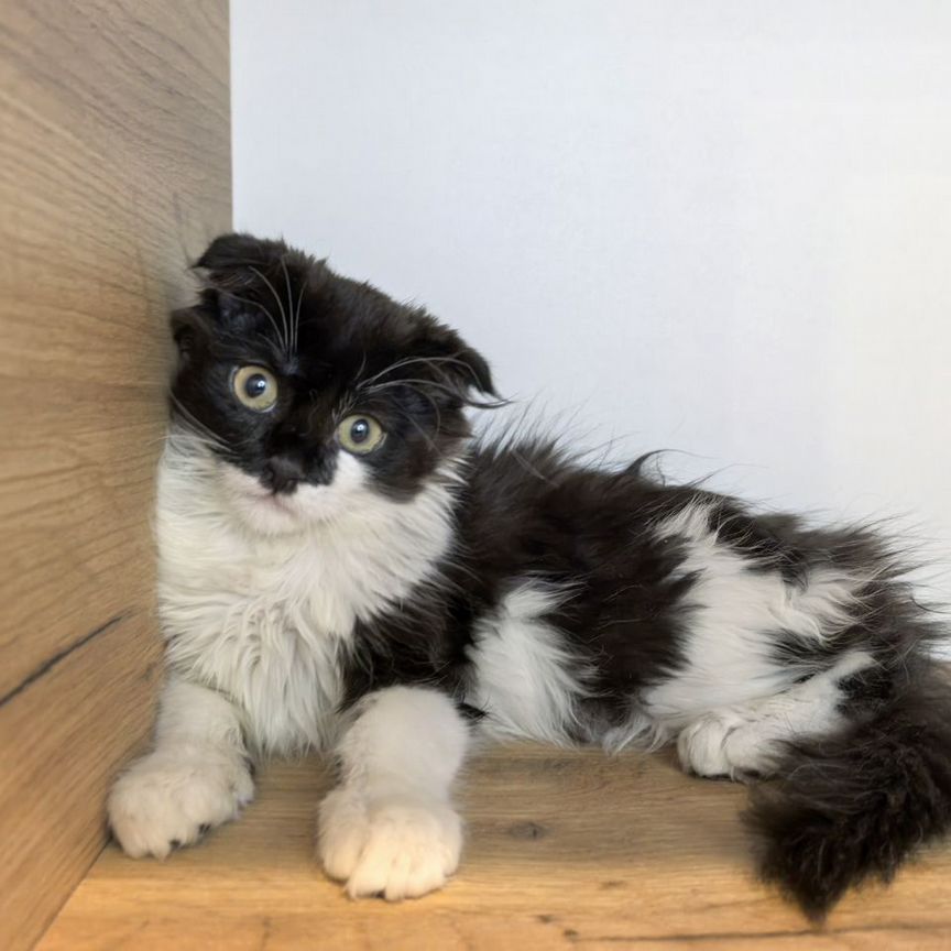 Вислоухий котёнок