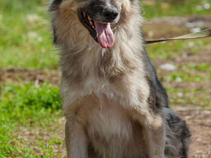 Мистер Пеппер