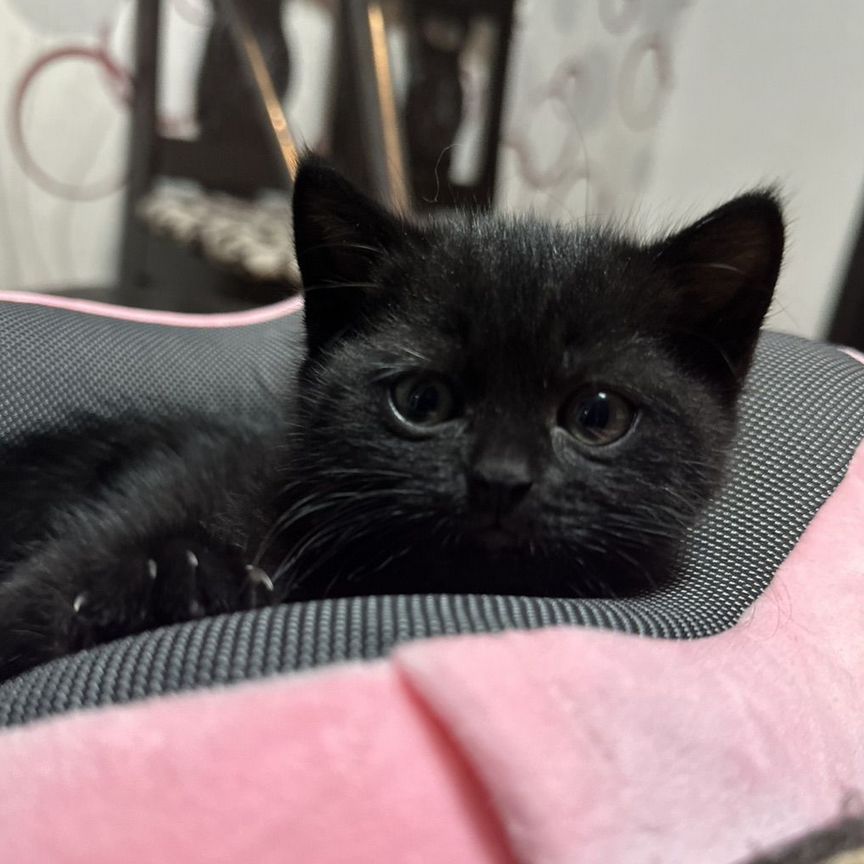 Шотландский вислоухий короткошёрстный котёнок