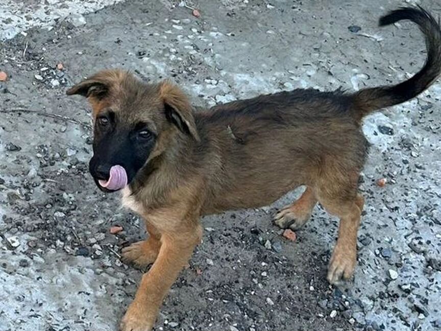 Щенок мальчик 3 мес