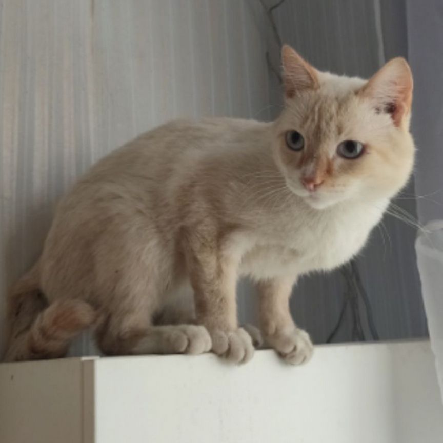 Котик Тишка ищет дом