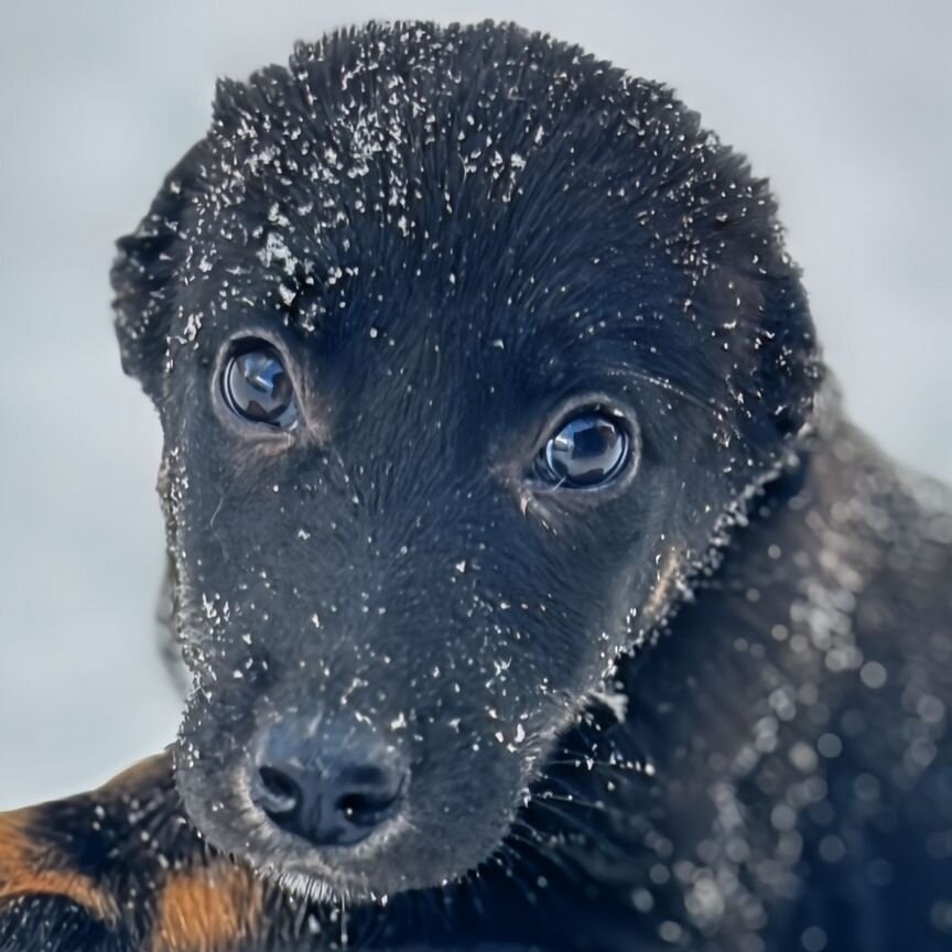Щенок в добрые руки