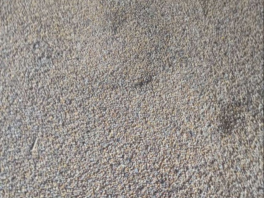 Просо, Кормовой овёс на корм/посев