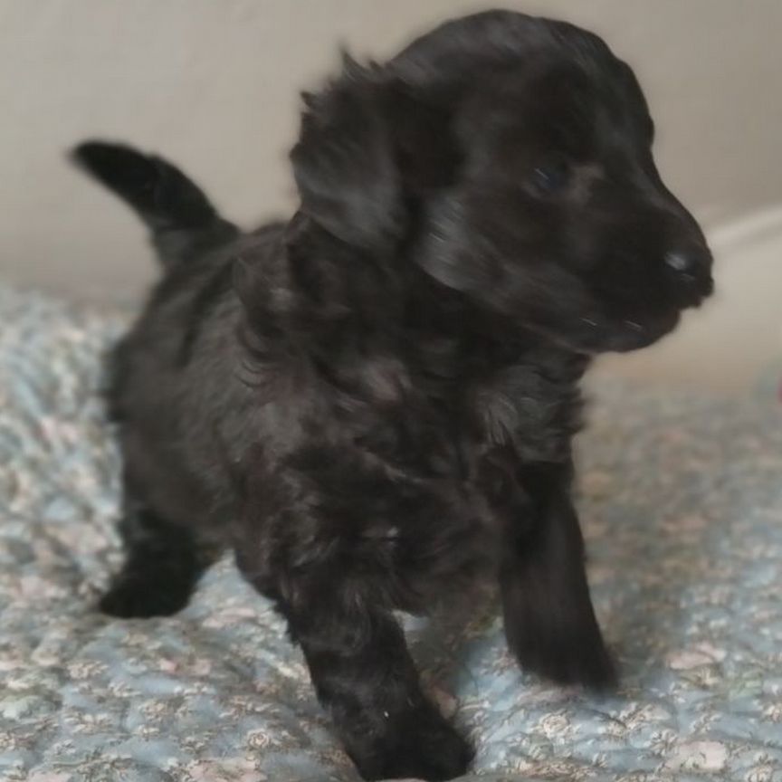 Пудель, щенок