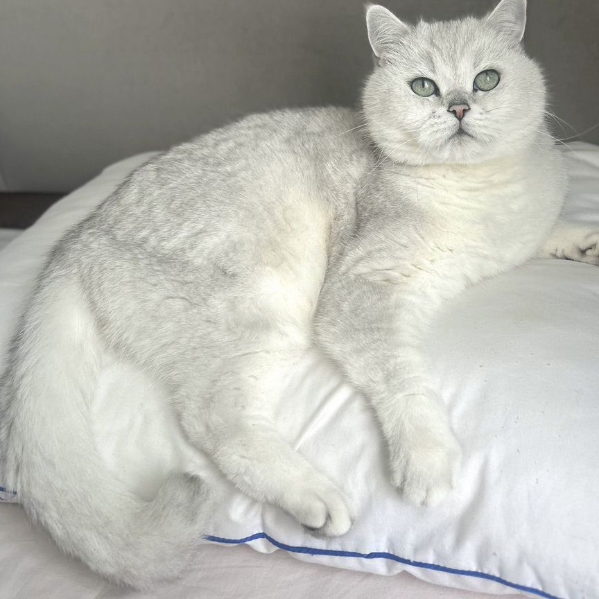 Отдам кота в добрые руки