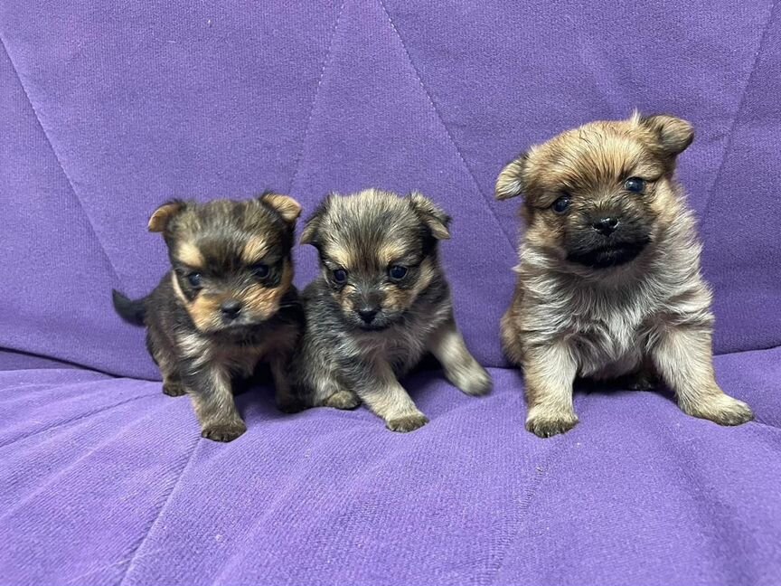 Смесь шпиц+йорк