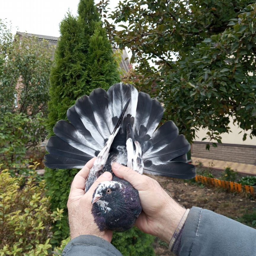 Николаевские голуби