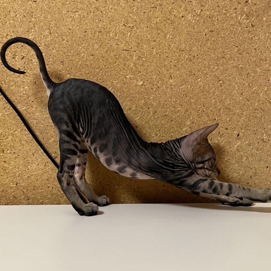 Канадский сфинкс котёнок