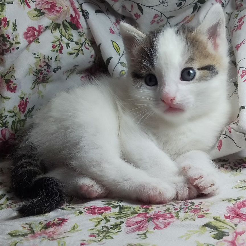 Очаровательные котята ищут дом