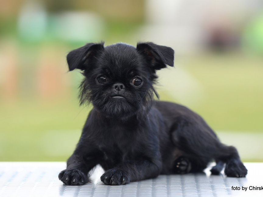 Щенок Бельгийского гриффона