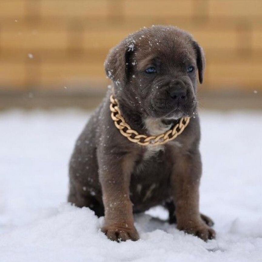 Кане-корсо фарментино