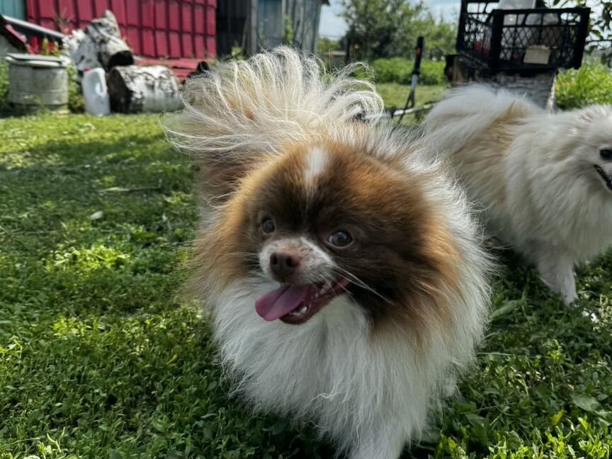 Померанский шпиц