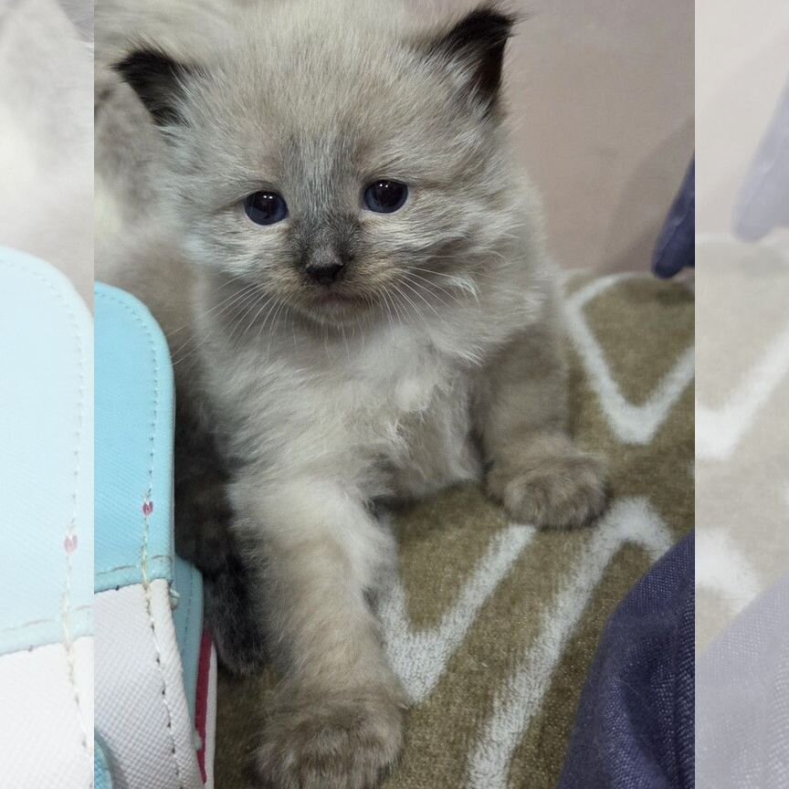 Сиамский котёнок