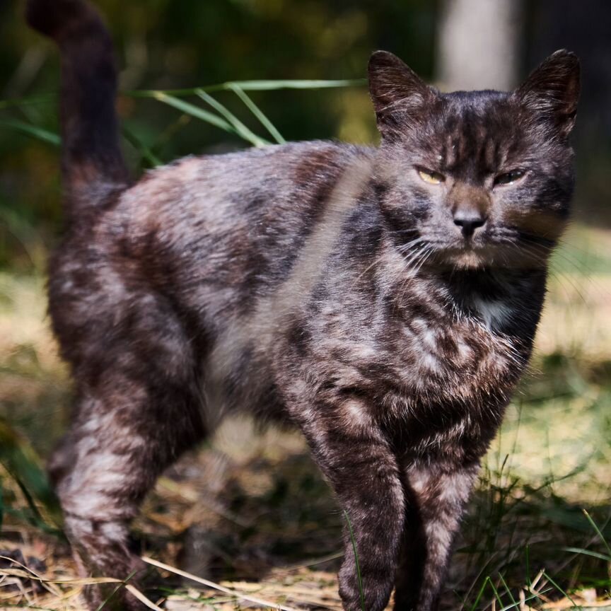 Котик для любви