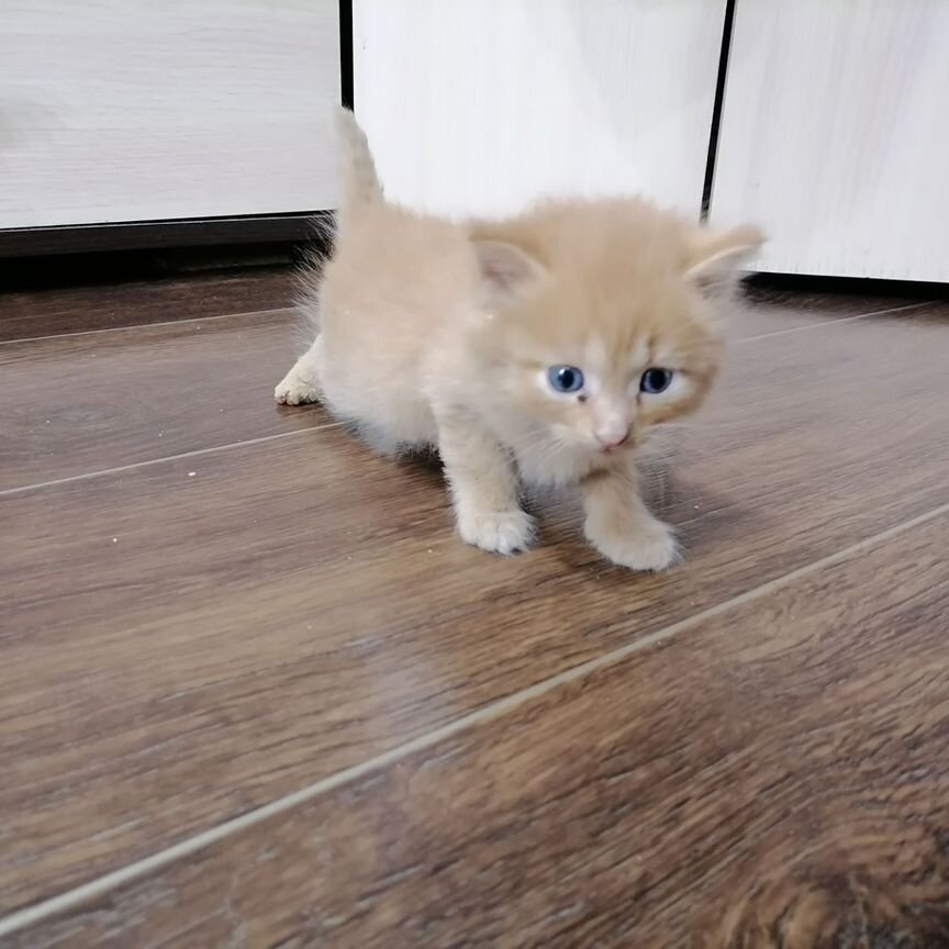 Отдам двух рыжих пушистиков