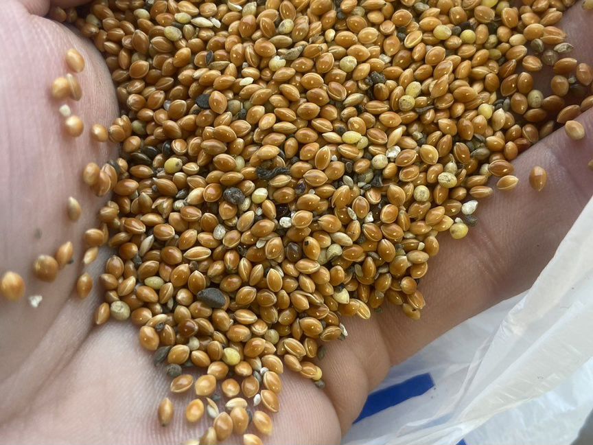 Семена просо