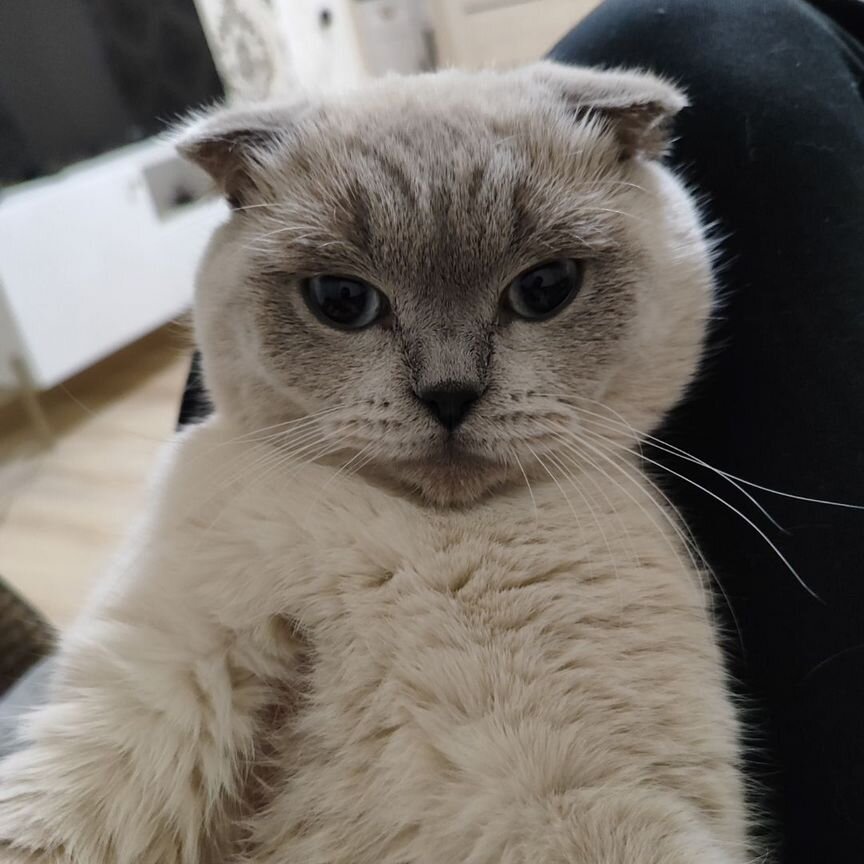 Кот на связку, Scottish Blue Point