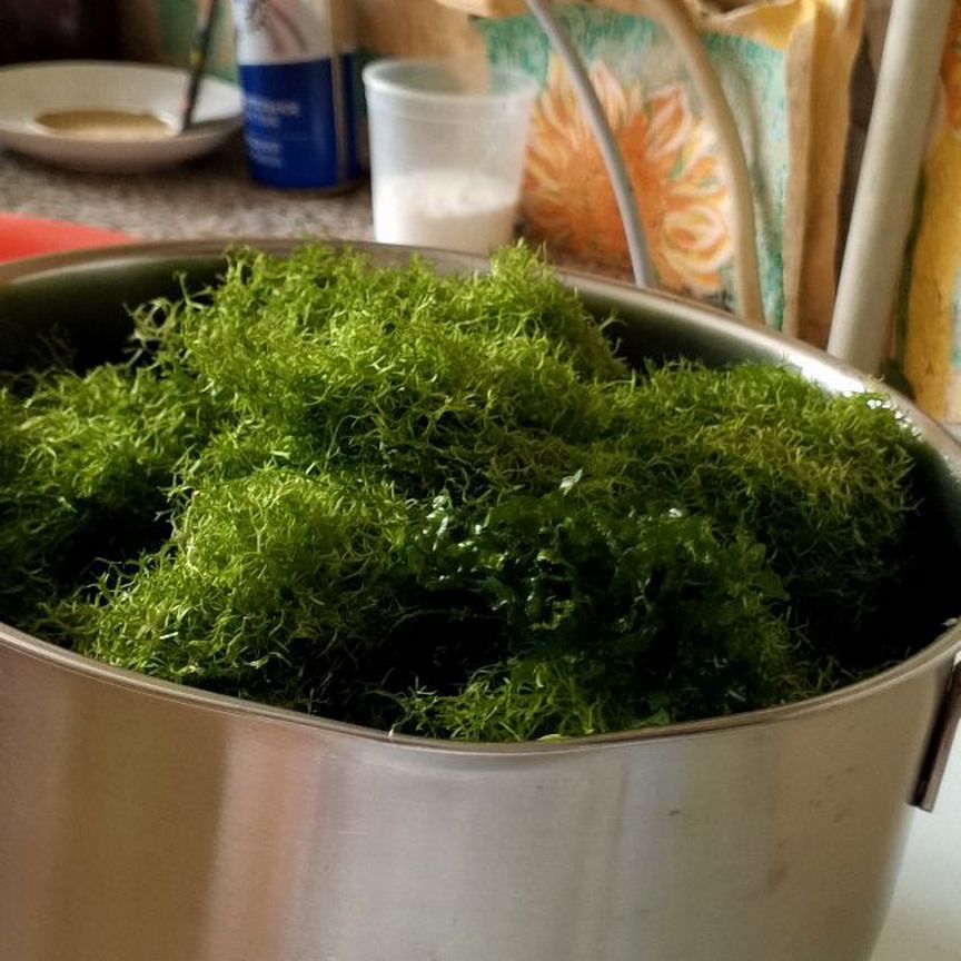 Ряска для аквариума