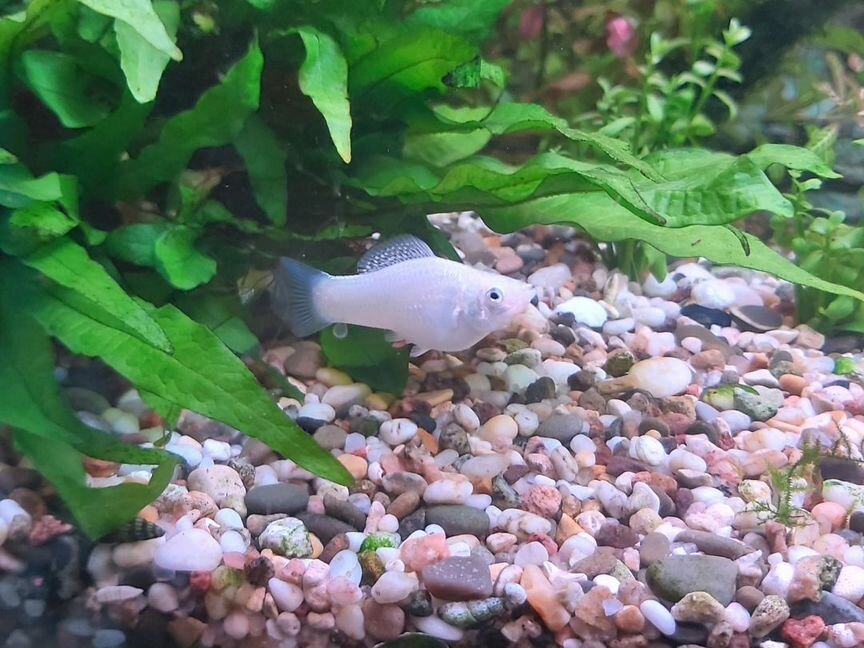 Моллинезия серебряная