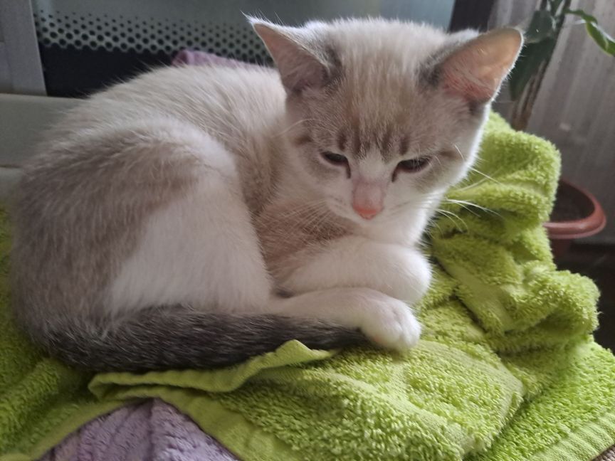Котята в добрые руки приучены к лотку