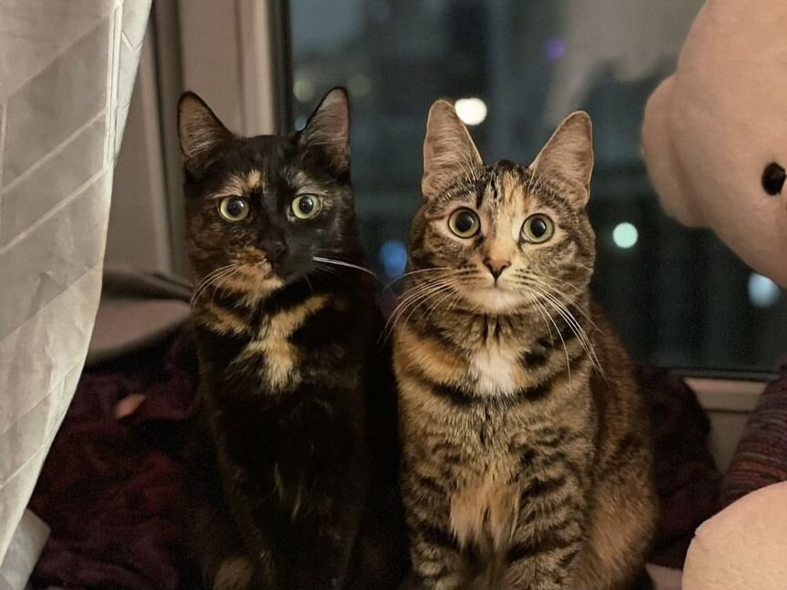 Кошка бесплатно