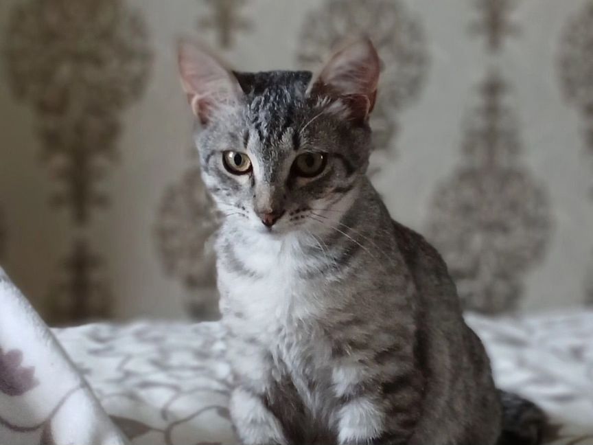 Котенок ищет дом