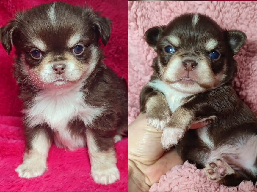 Чихуахуа малыши