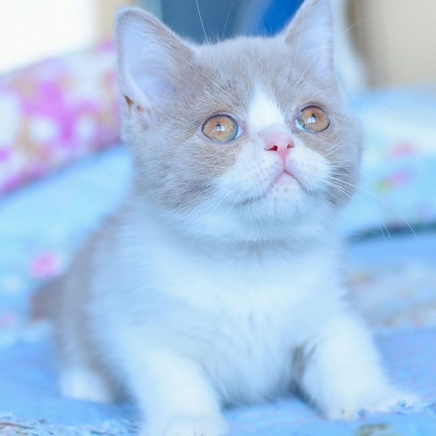Британский короткошёрстный котёнок