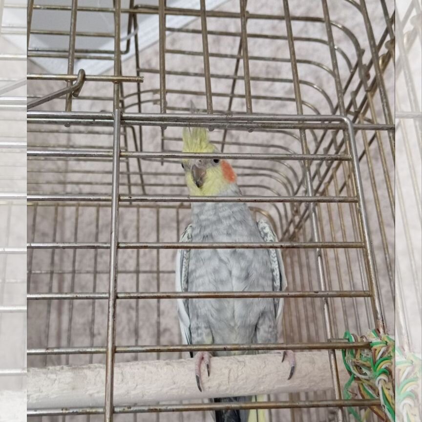 Попугай корелла