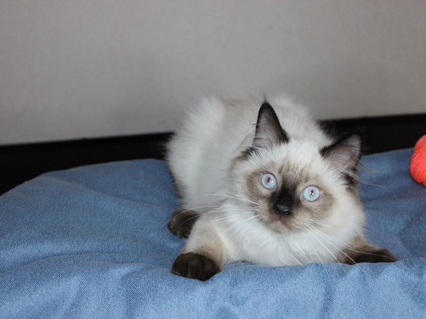 Кот Невский маскарадный