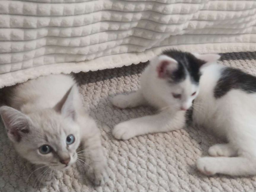 Котята сиамские метисы девочки