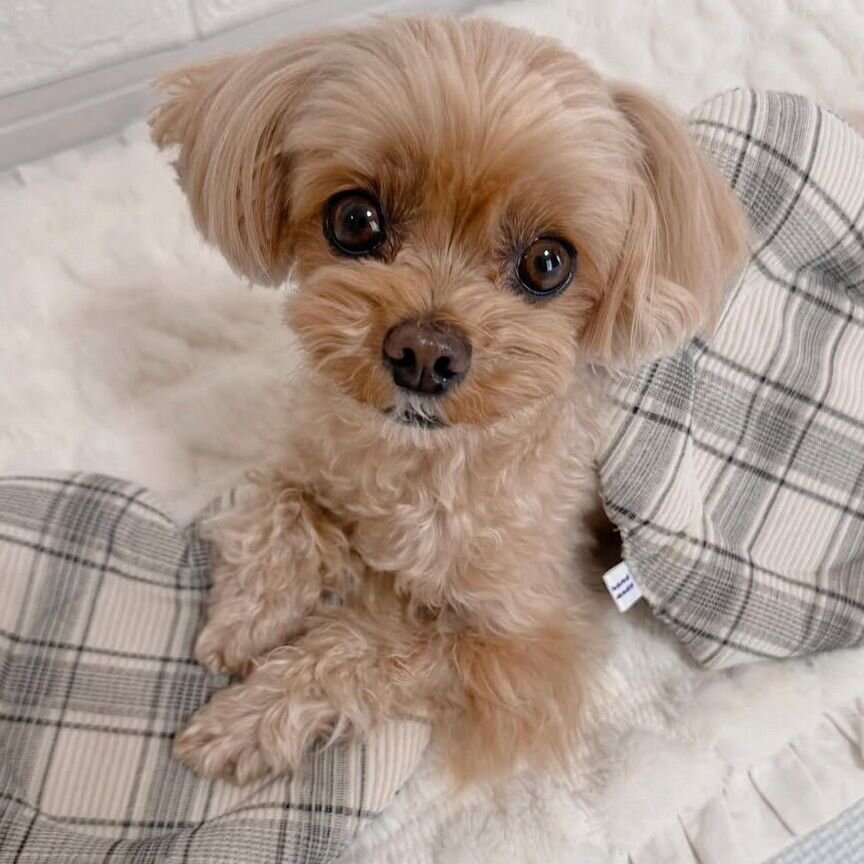 Мальтипу, щенок