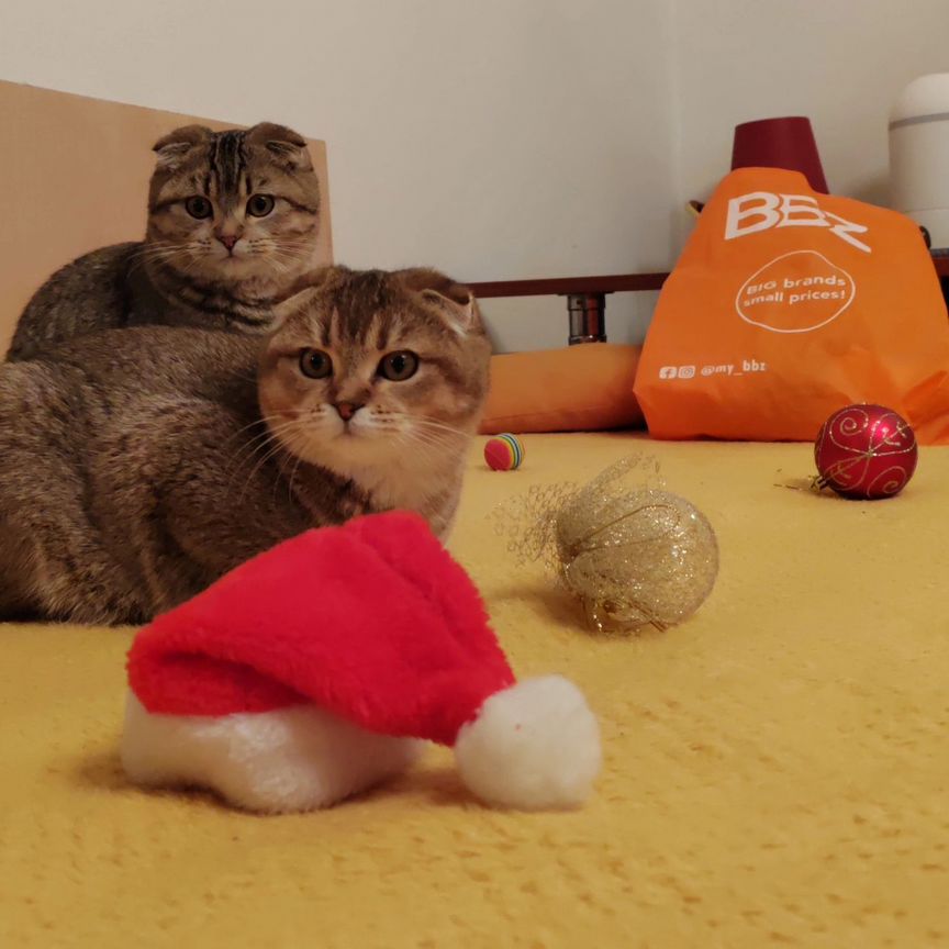 Шотландская вислоухая