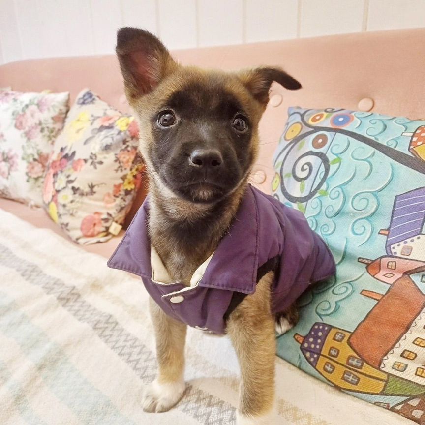 Щенок томми